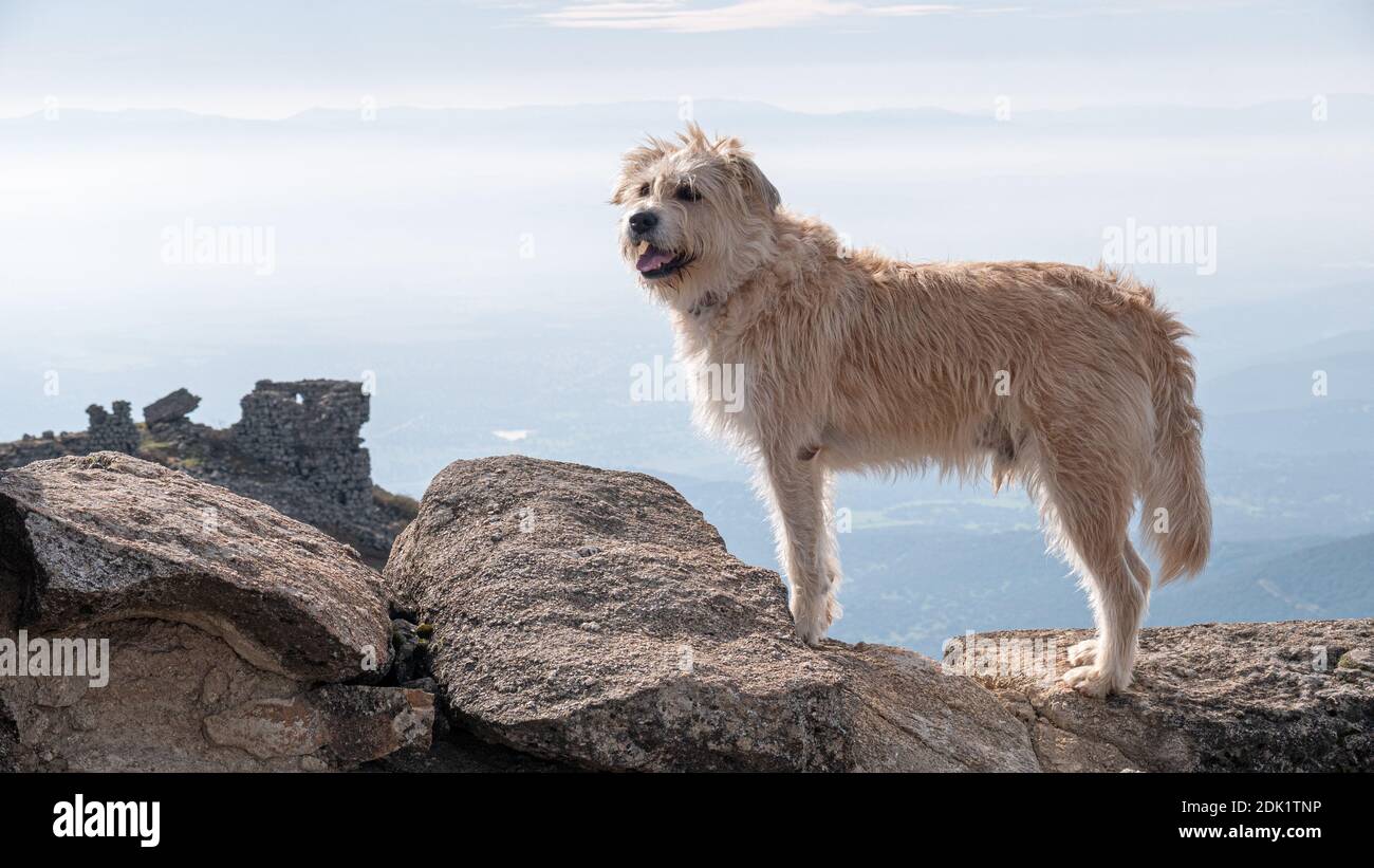 An eye-level shot of an adorable furry dog standing on top of a cliff ...