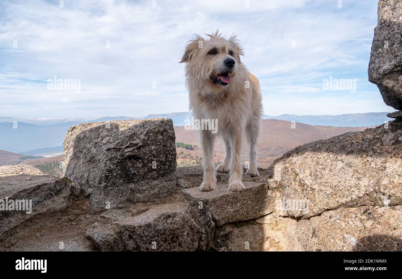 An eye-level shot of a cute furry lovely dog standing on a historical ...