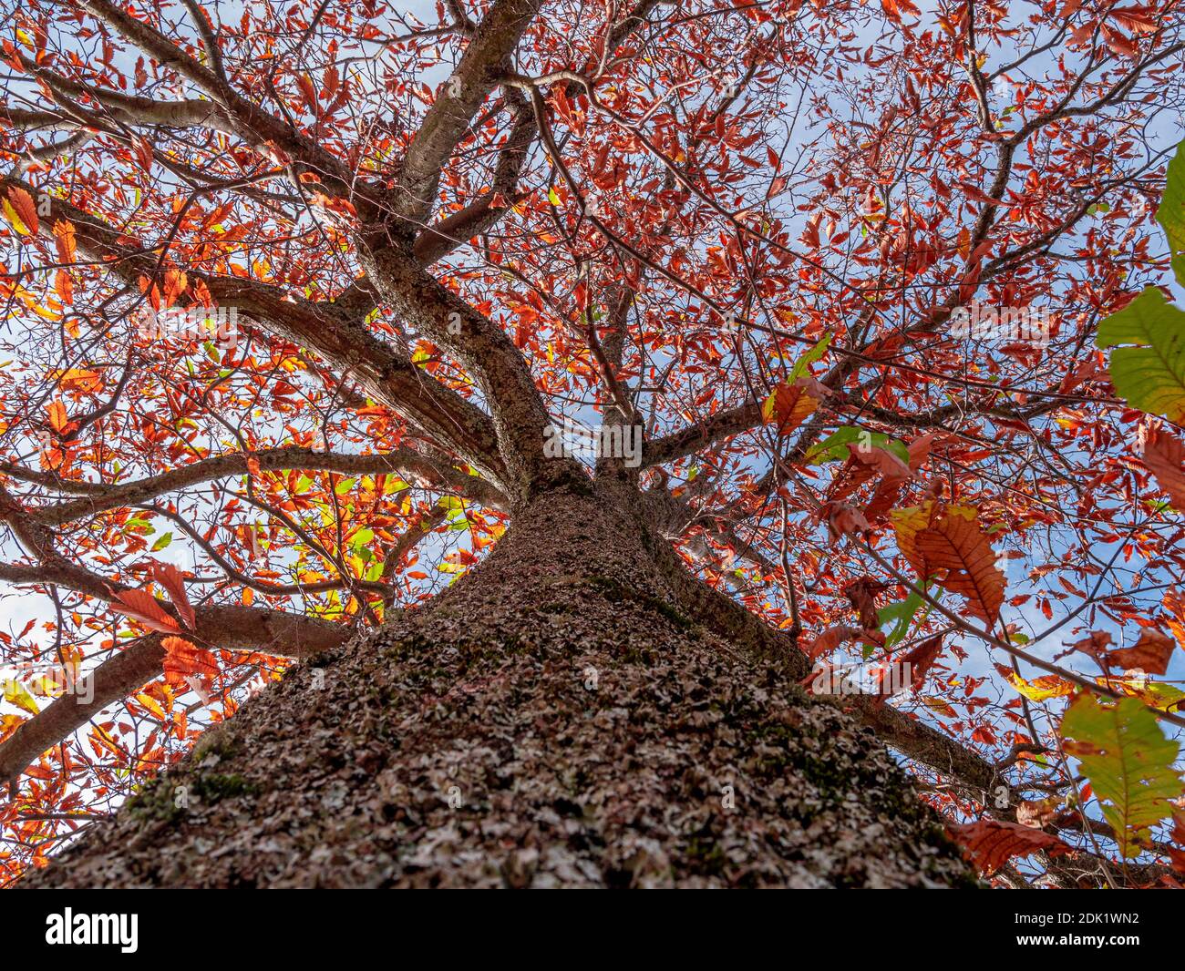 A low angle shot of a high aged autumn tree covered with beautiful ...