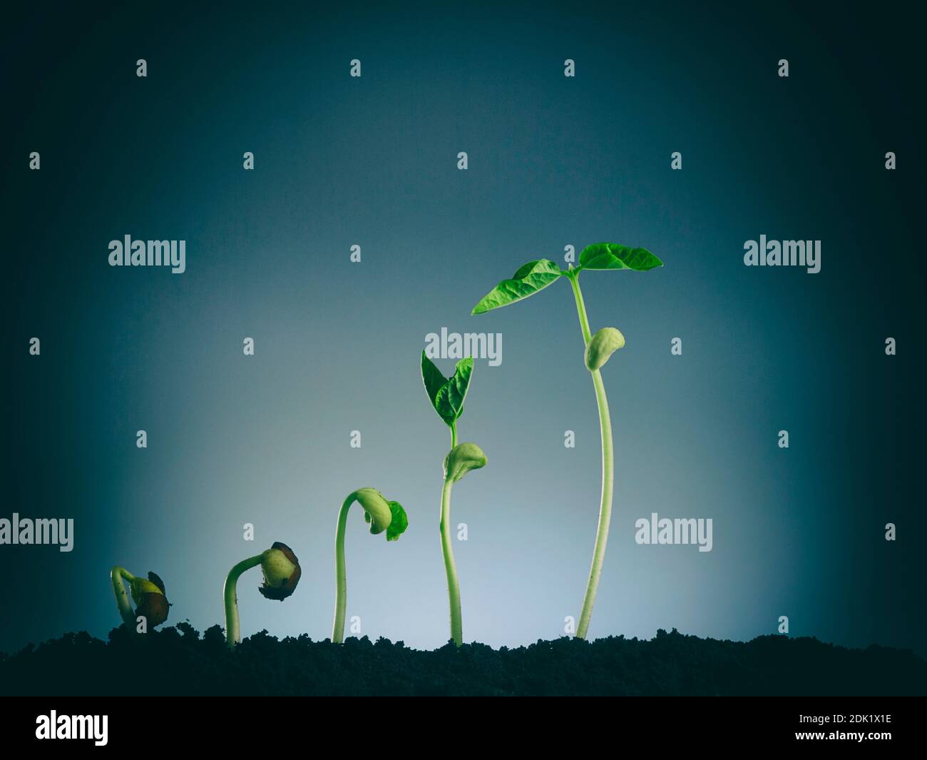 Bean Seed Germinating Sequence Germinating High Resolution Stock ...