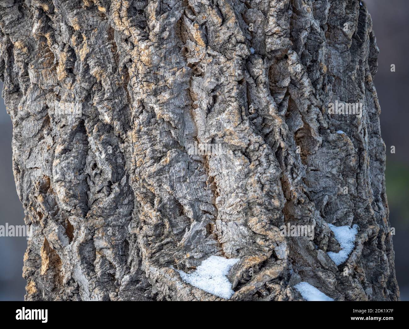 Cork bark texture with a hollow. Tree bark texture. Natural background ...