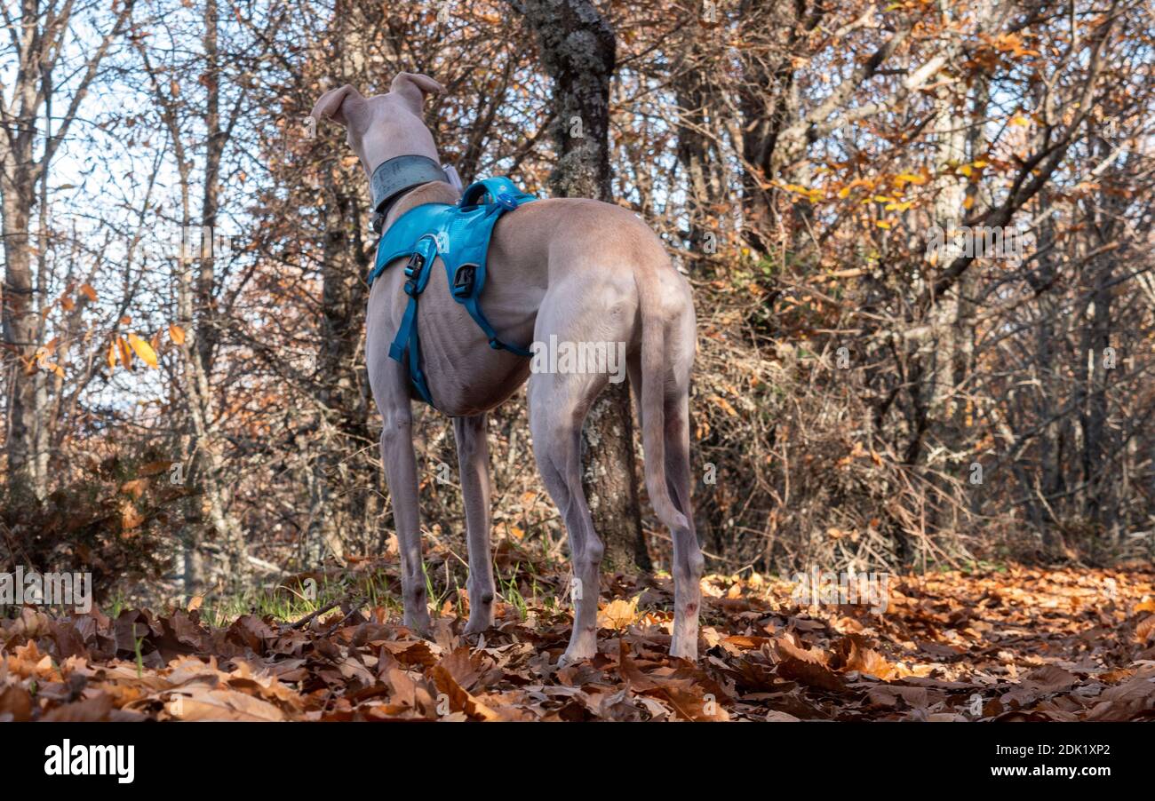 A back view of an adorable alert whippet dog in a comfortable harness ...