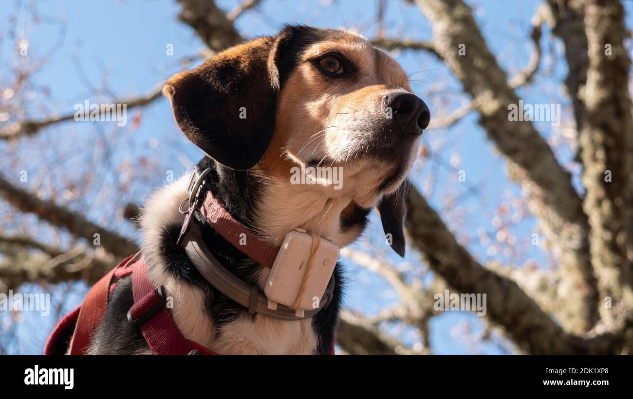 A closeup portrait of a beautiful cute beagle dog in a harness standing ...