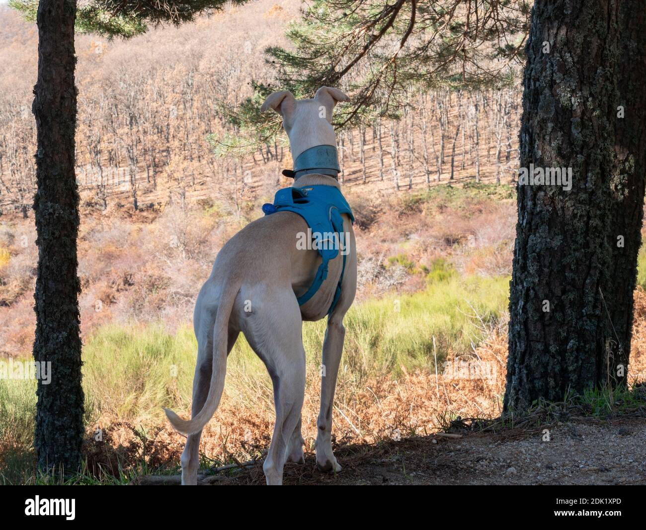 A back view of an adorable alert whippet dog in a comfortable harness ...