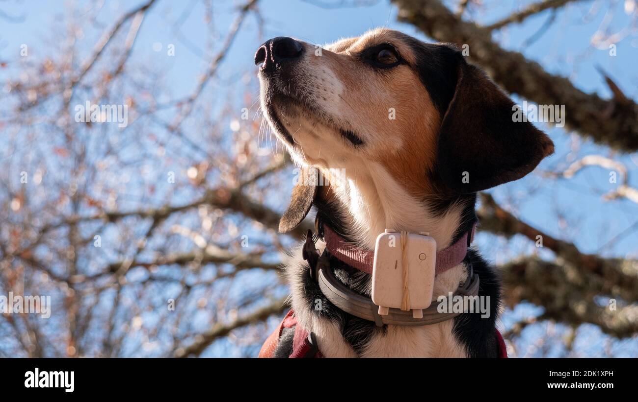 A closeup portrait of a beautiful cute beagle dog in a harness standing ...