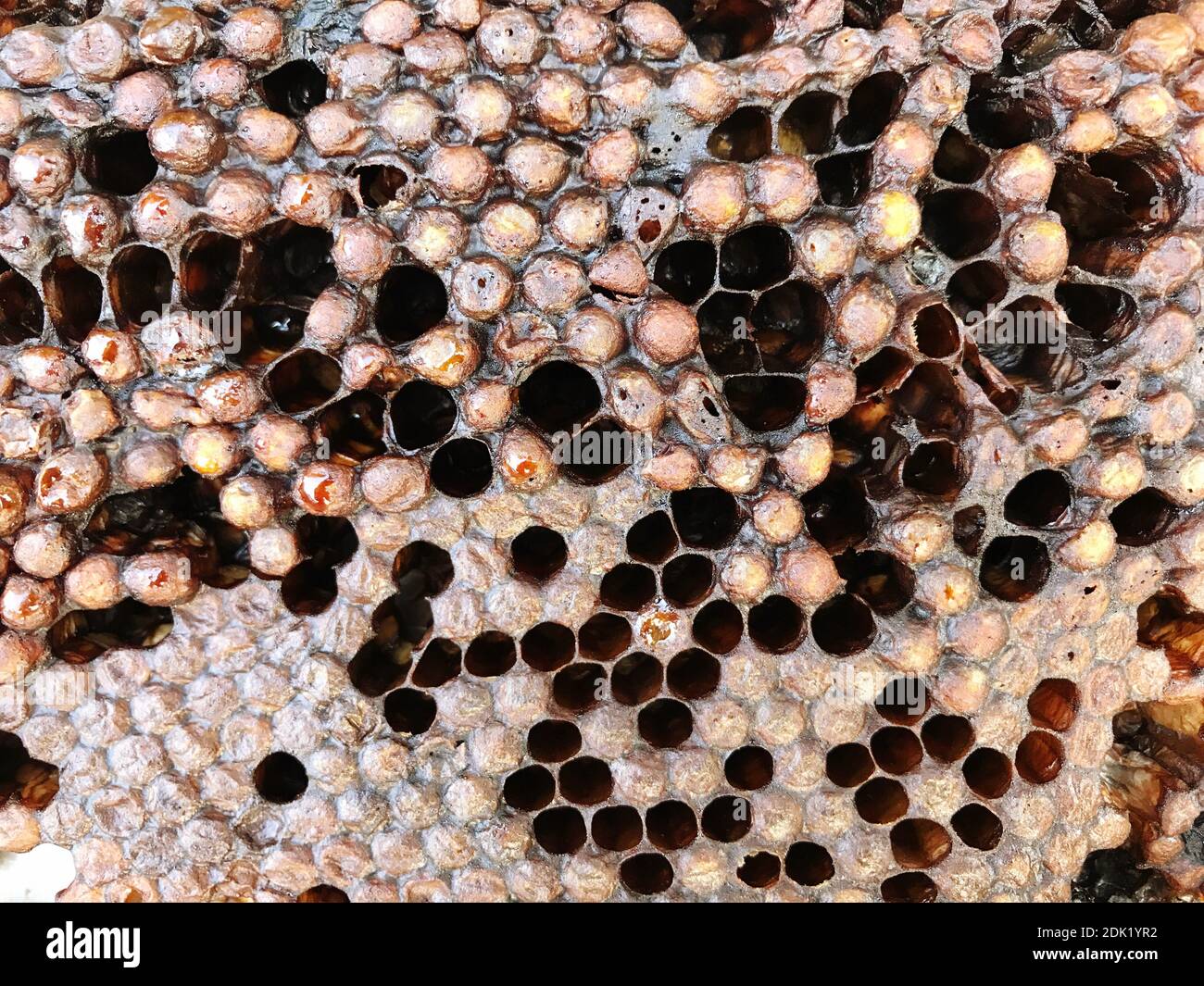 Beehive shape hi-res stock photography and images - Alamy