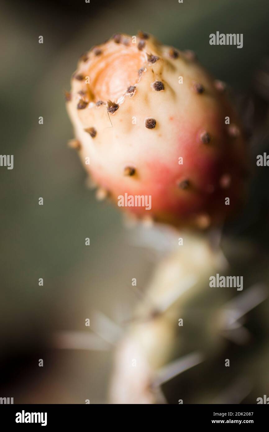 Cactus in Sardinia with prickly pear Stock Photo - Alamy