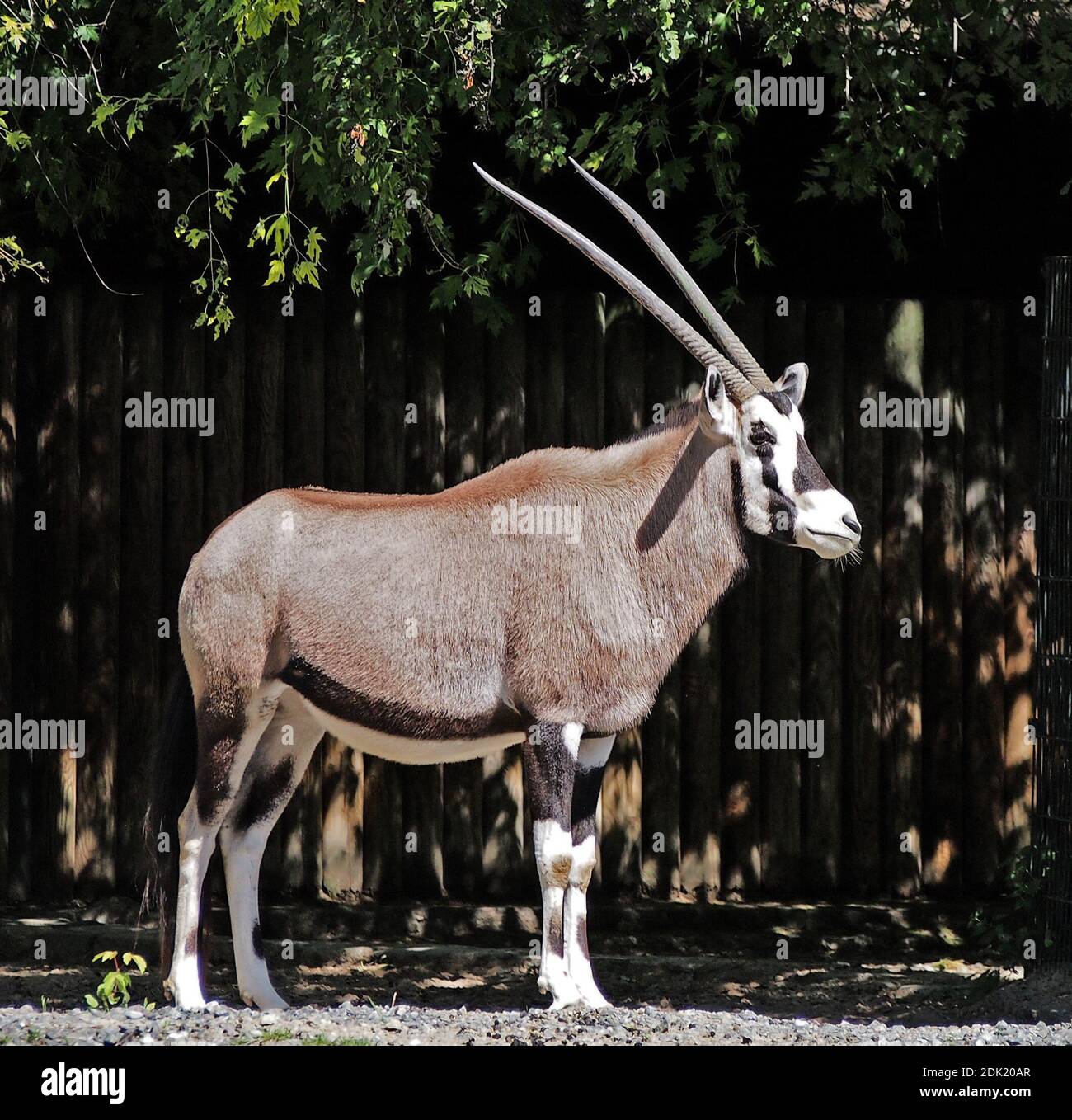 Antelope animal hi-res stock photography and images - Alamy