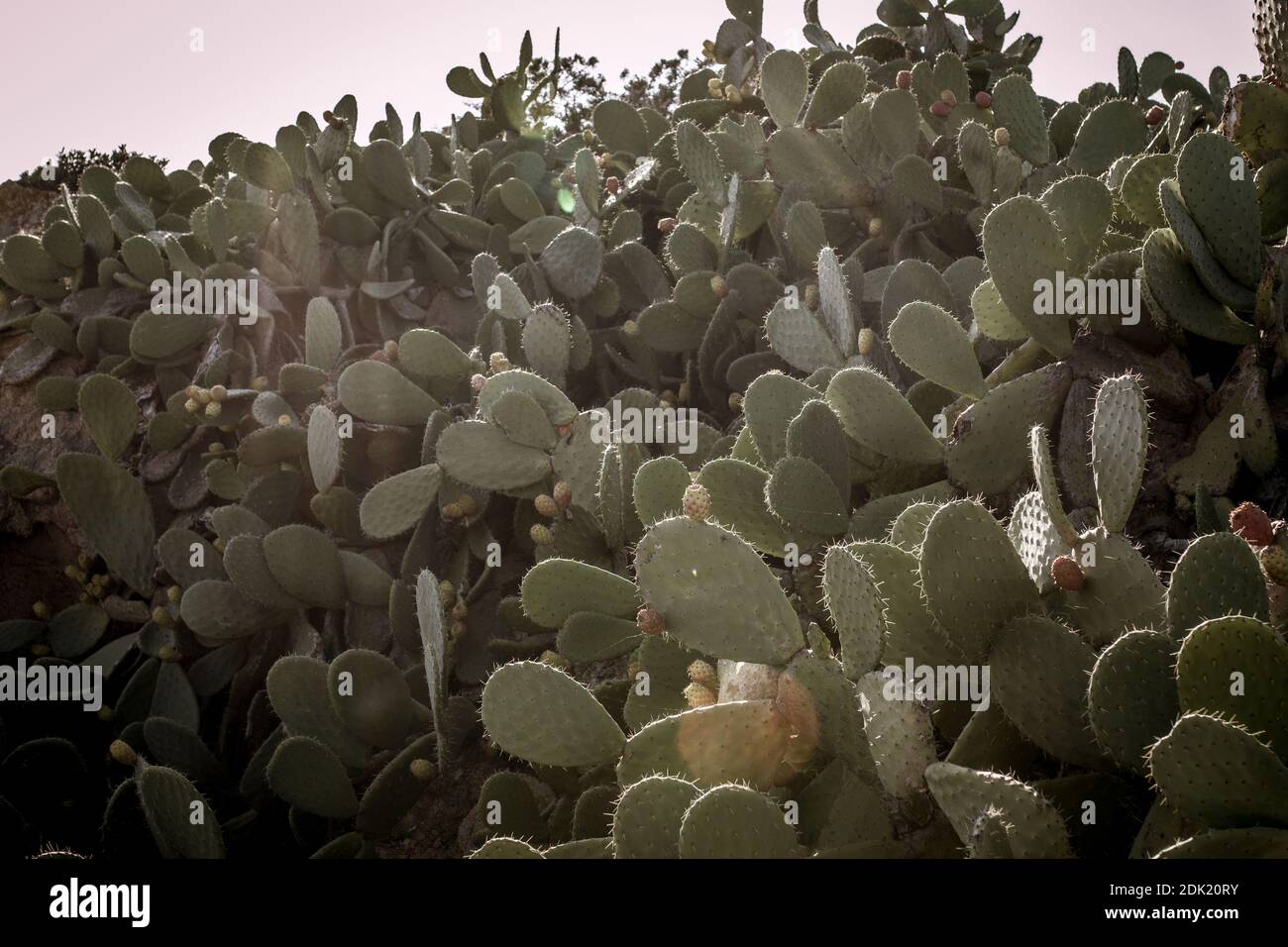 Cactus in Sardinia with prickly pear Stock Photo - Alamy