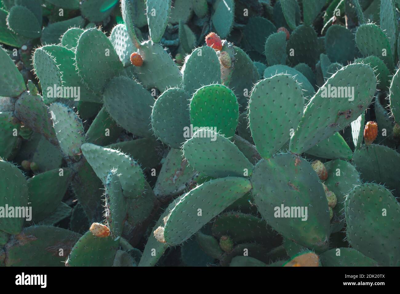 Pear cactuses hi-res stock photography and images - Alamy