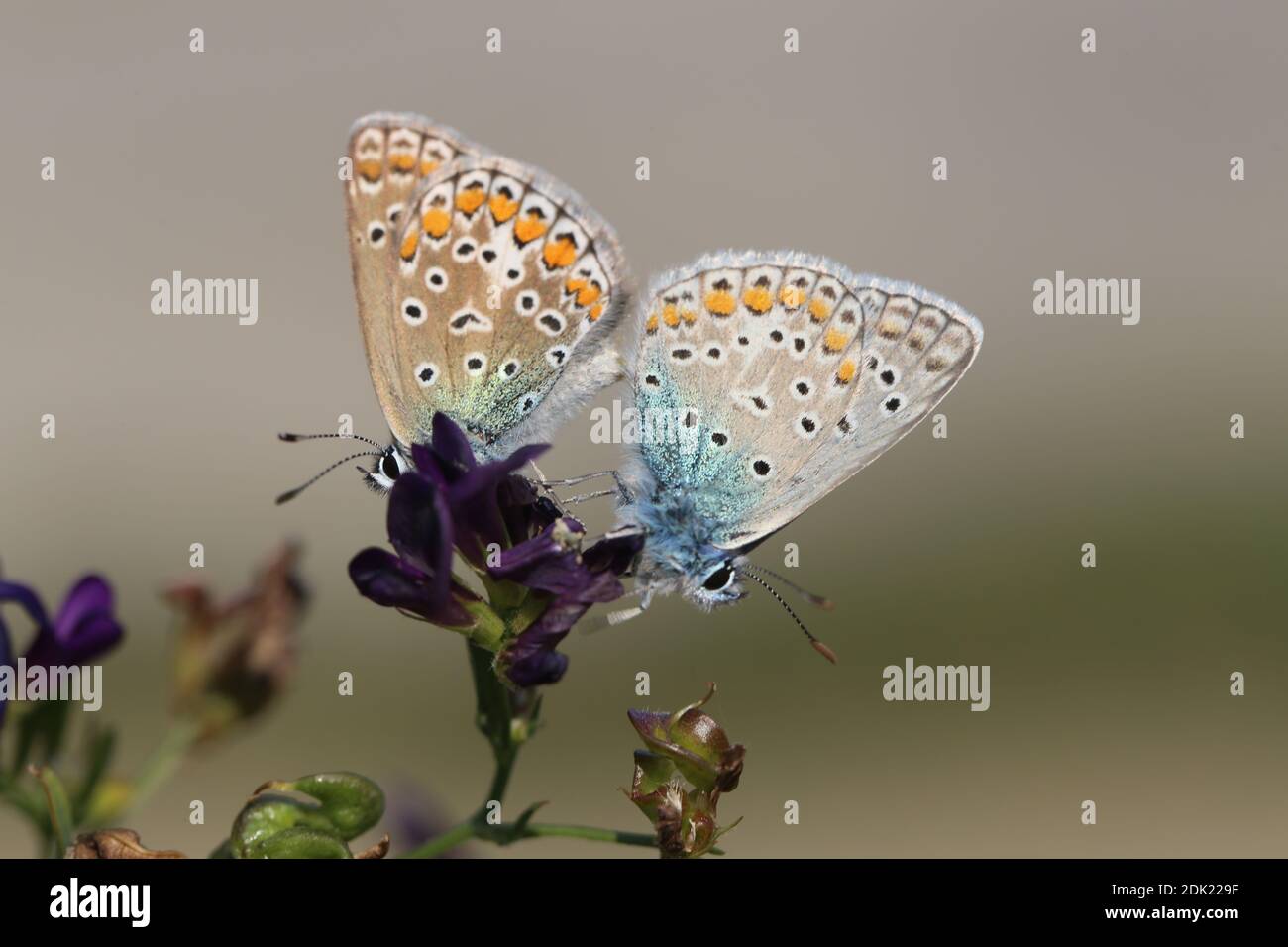 Medicago sativa hi-res stock photography and images - Alamy