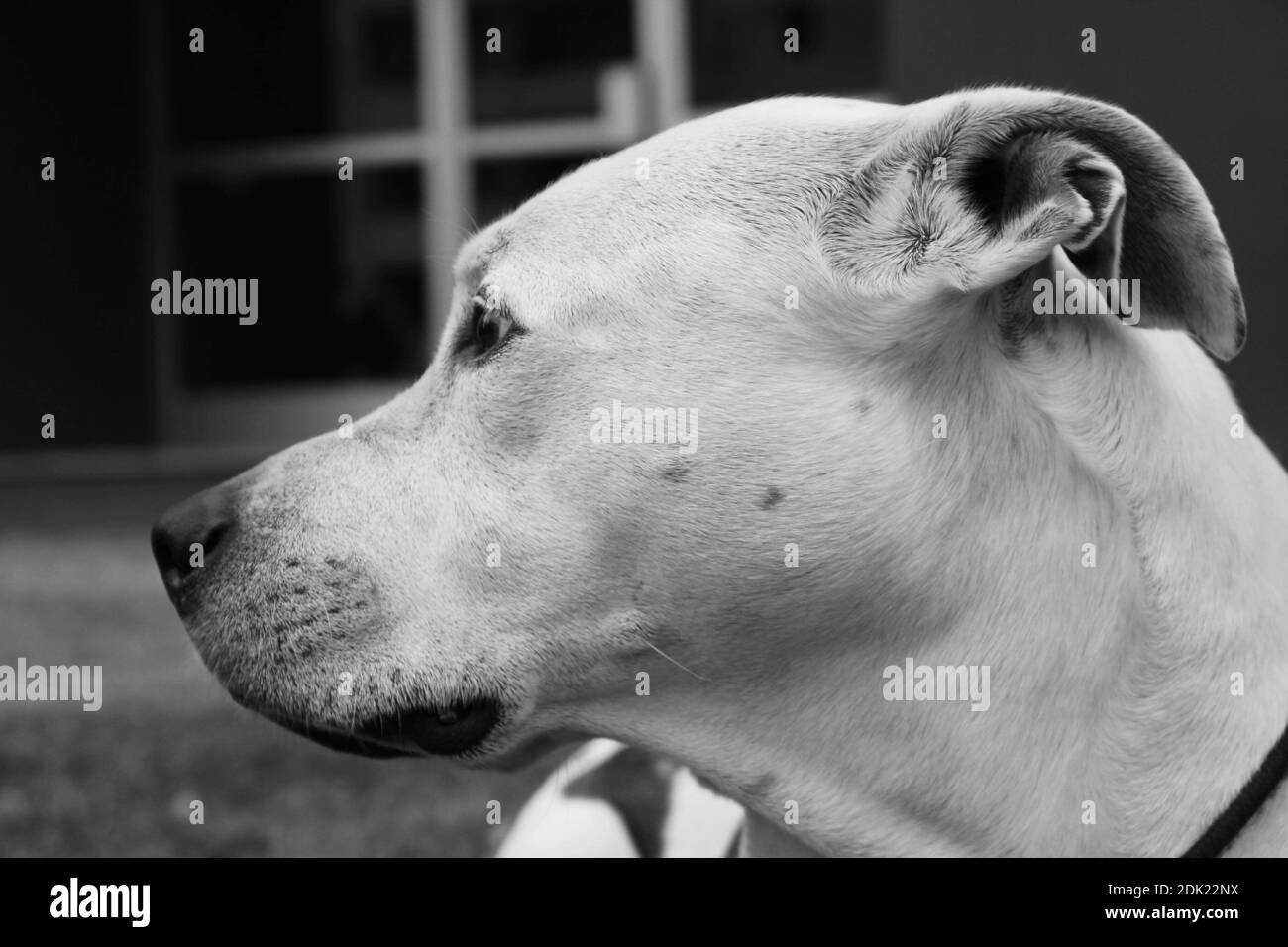 Amstaff head hi-res stock photography and images - Alamy