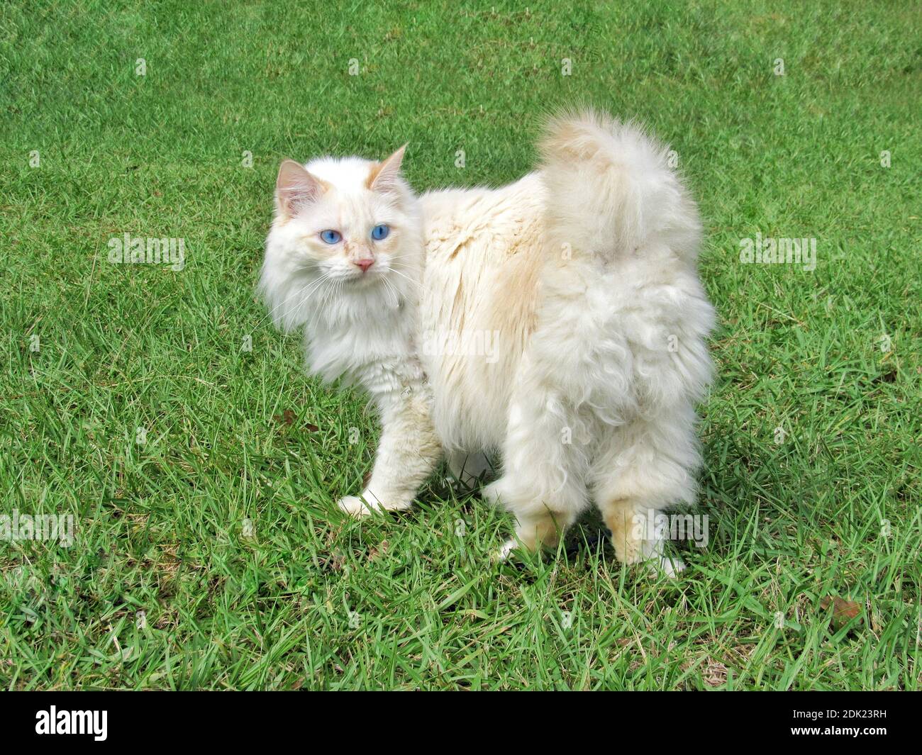 American bobtail domestic hi-res stock photography and images - Alamy