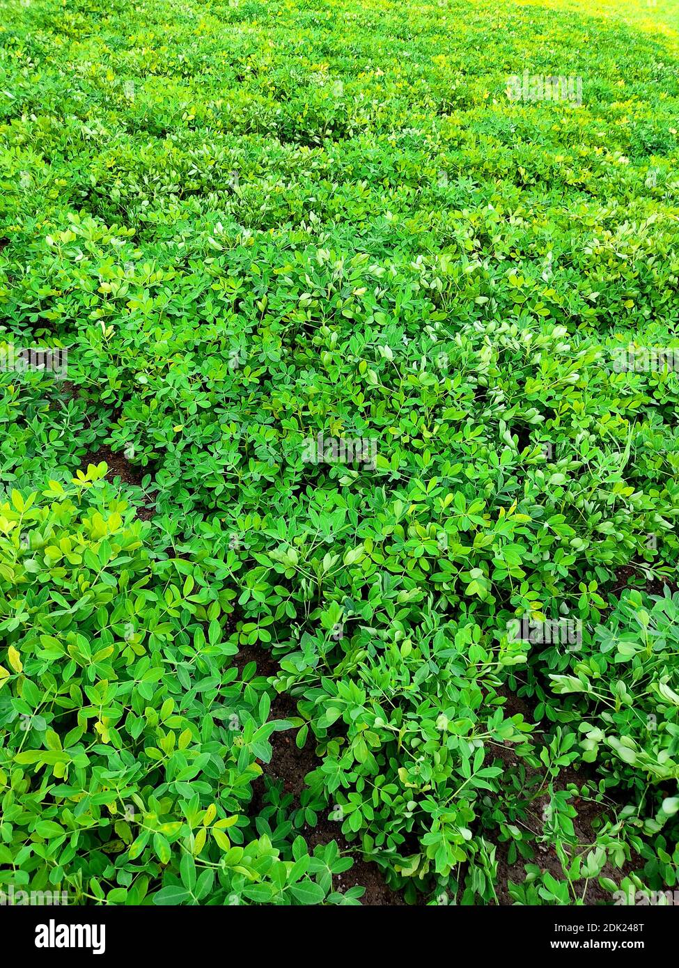 Peanuts farm, Peanut Field, Peanut Tree, Peanuts plantation fields ...