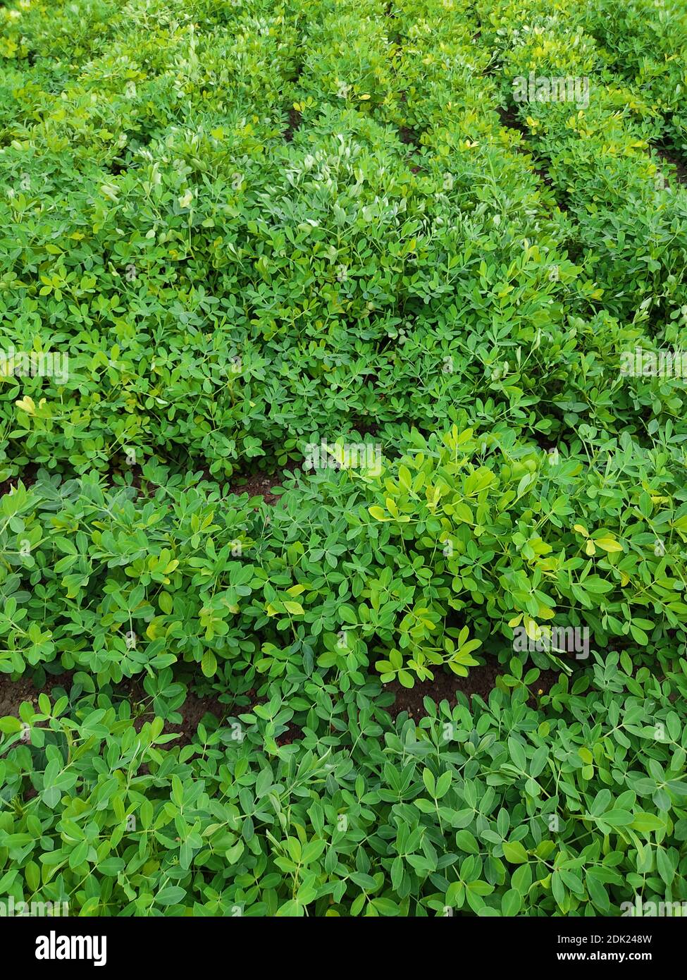 Peanuts farm, Peanut Field, Peanut Tree, Peanuts plantation fields ...