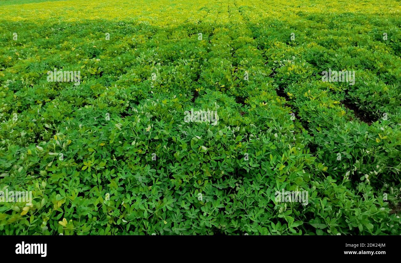 Peanuts farm, Peanut Field, Peanut Tree, Peanuts plantation fields ...