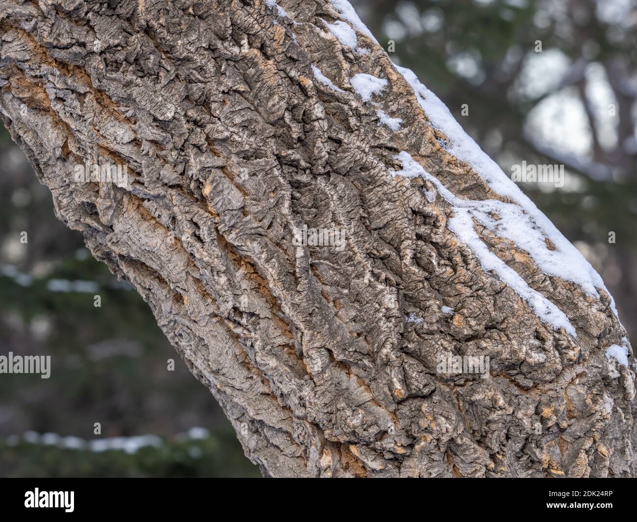 Cork tree bark texture with snow. Tree bark texture with snow. Natural ...