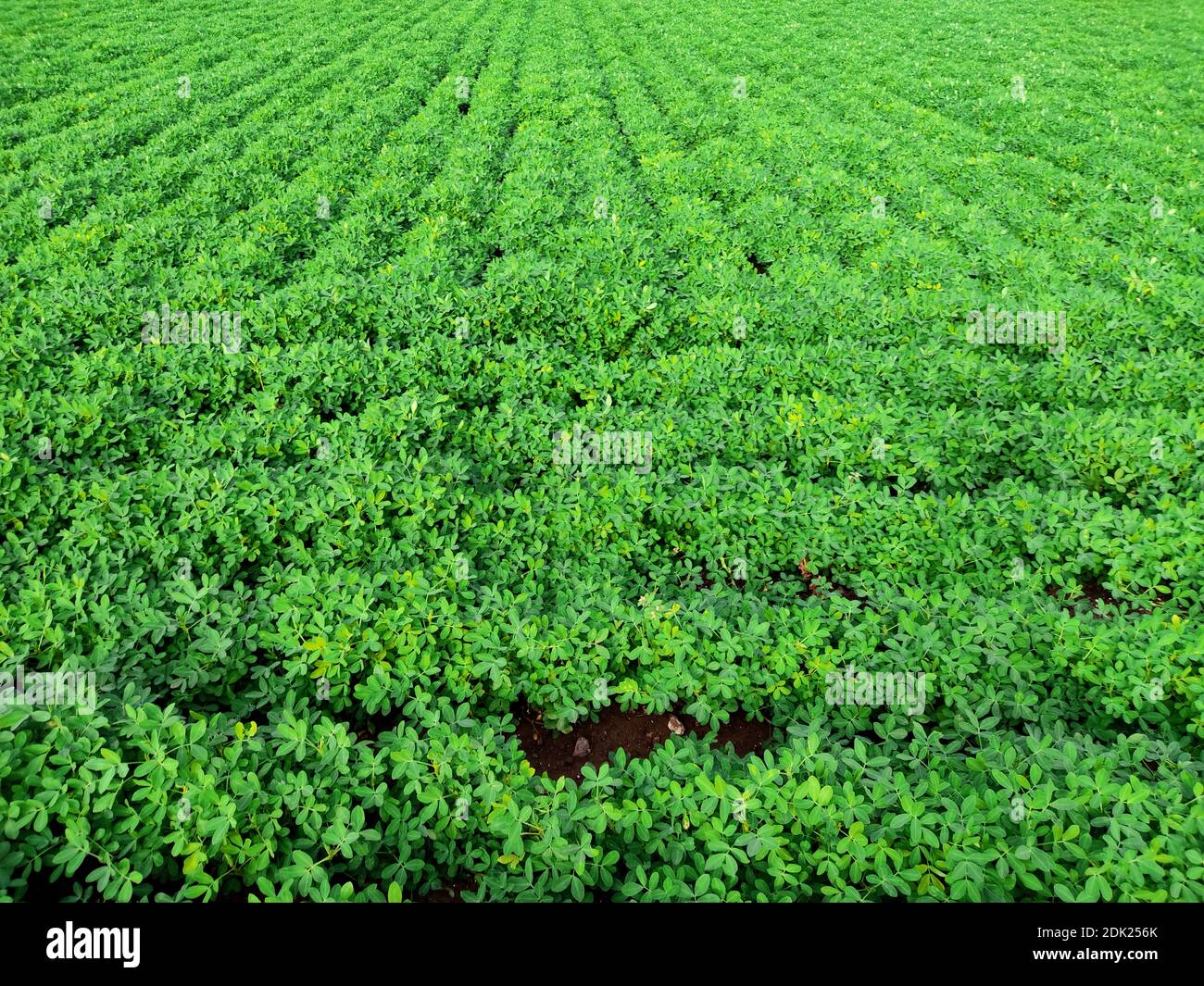 Peanuts farm, Peanut Field, Peanut Tree, Peanuts plantation fields ...