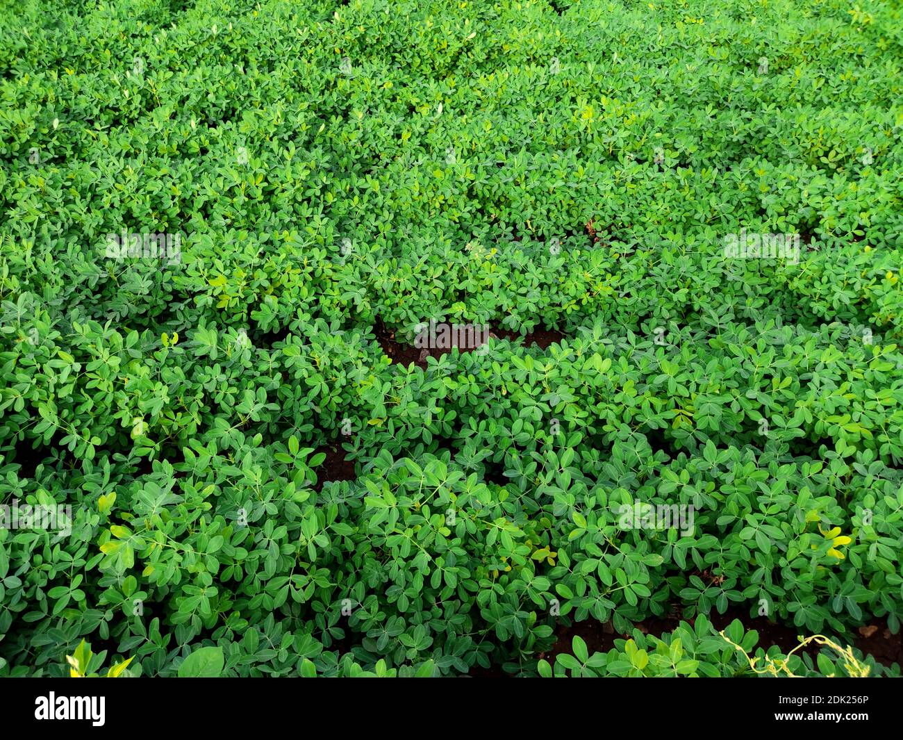 Peanuts farm, Peanut Field, Peanut Tree, Peanuts plantation fields ...