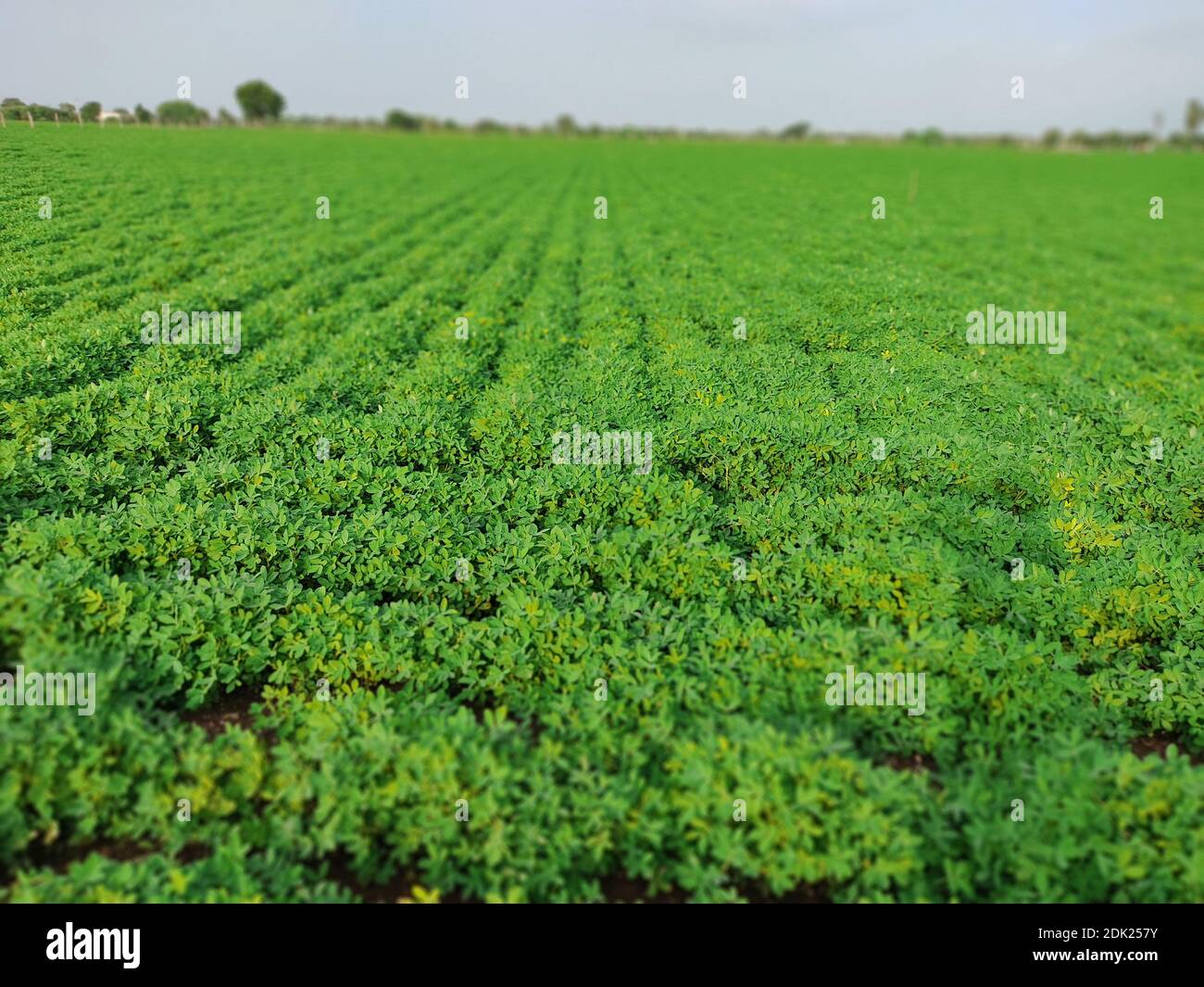 Peanuts farm, Peanut Field, Peanut Tree, Peanuts plantation fields ...