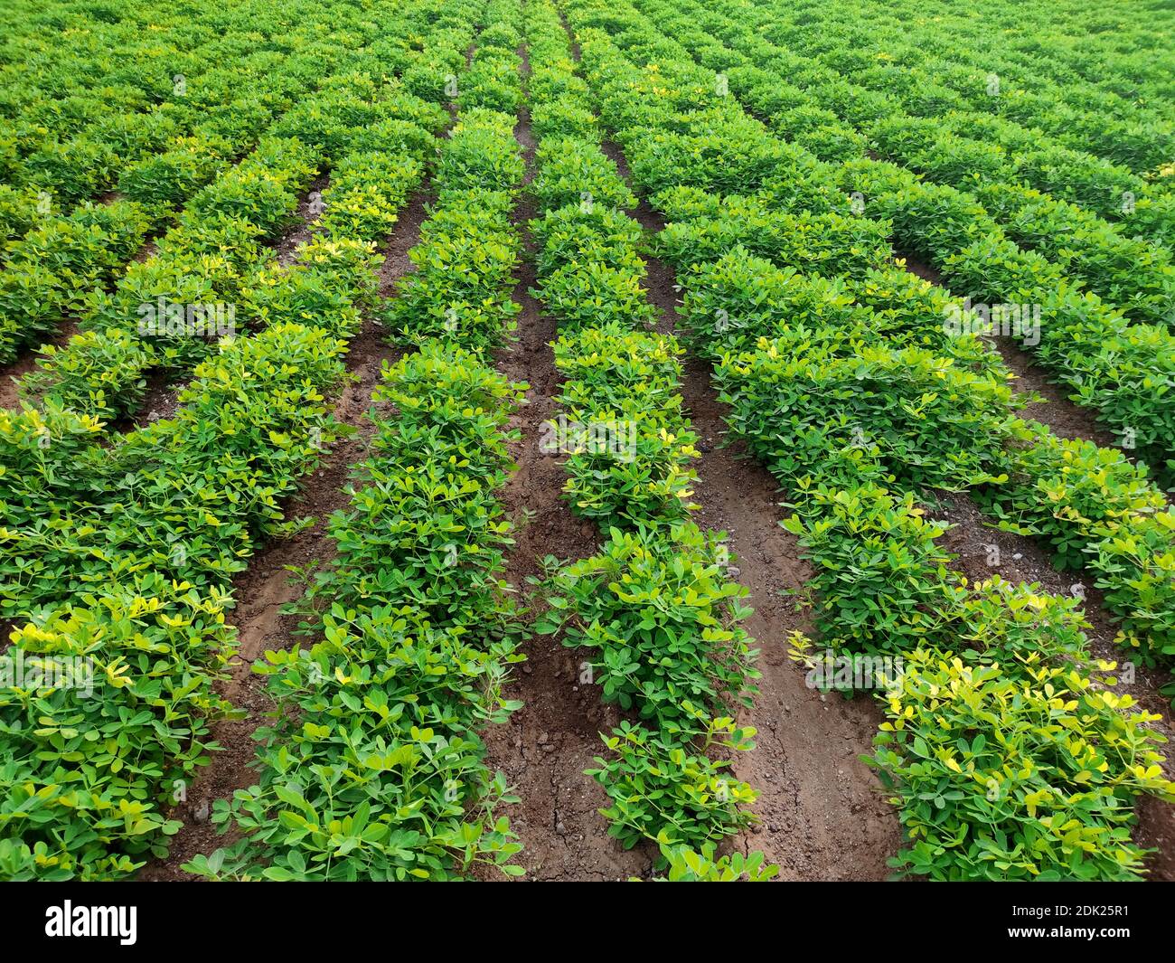 Peanuts farm, Peanut Field, Peanut Tree, Peanuts plantation fields ...