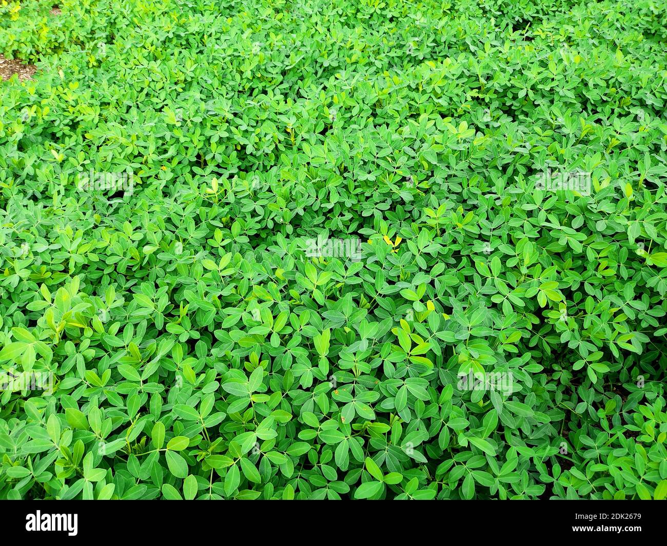 Peanuts farm, Peanut Field, Peanut Tree, Peanuts plantation fields ...