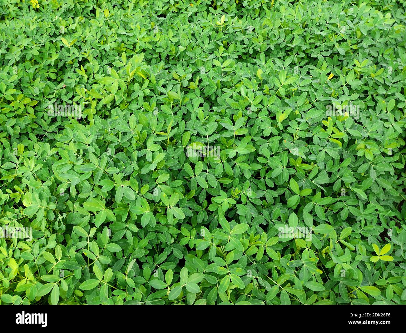 Peanuts farm, Peanut Field, Peanut Tree, Peanuts plantation fields ...