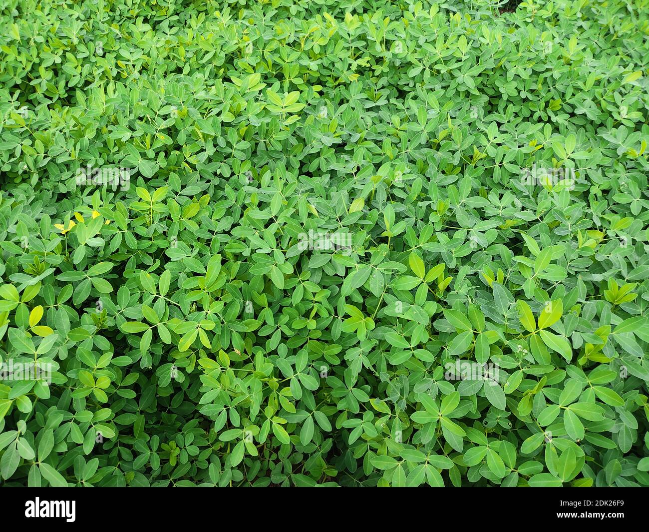 Peanuts farm, Peanut Field, Peanut Tree, Peanuts plantation fields ...