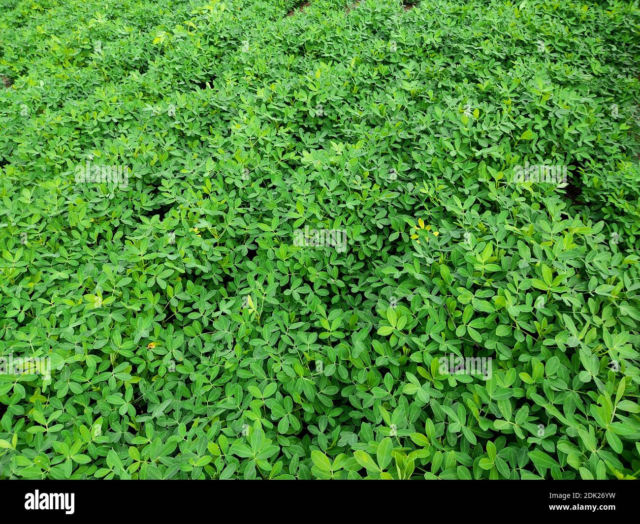 Peanuts farm, Peanut Field, Peanut Tree, Peanuts plantation fields ...