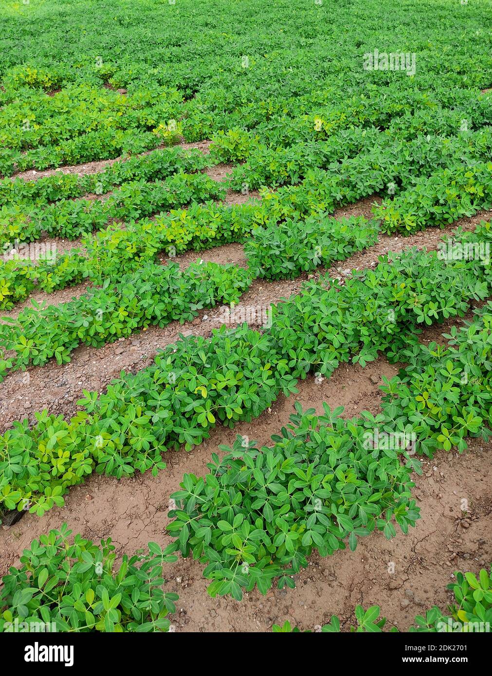Peanuts farm, Peanut Field, Peanut Tree, Peanuts plantation fields ...
