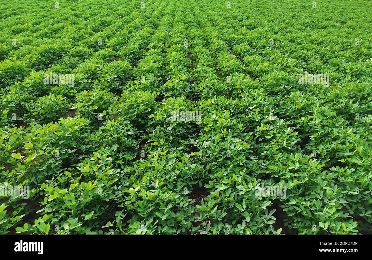 Peanuts farm, Peanut Field, Peanut Tree, Peanuts plantation fields ...