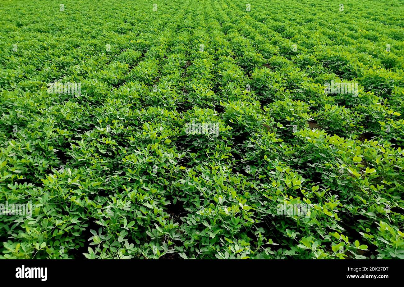 Peanuts farm, Peanut Field, Peanut Tree, Peanuts plantation fields ...