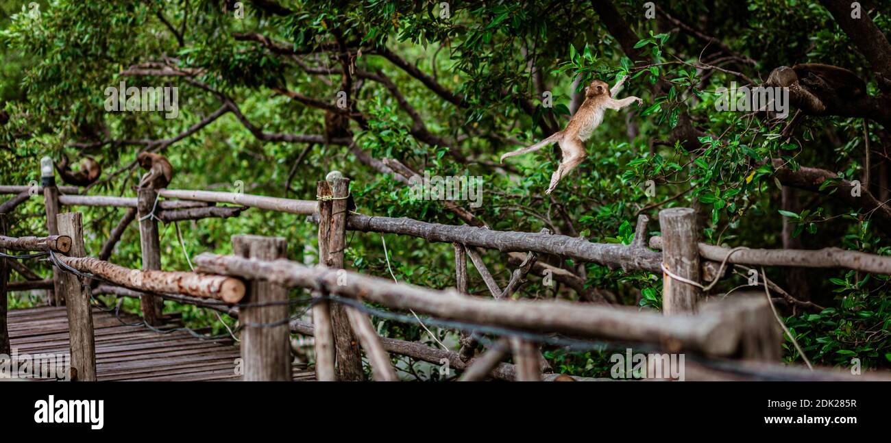 Footbridge monkey forest hi-res stock photography and images - Alamy