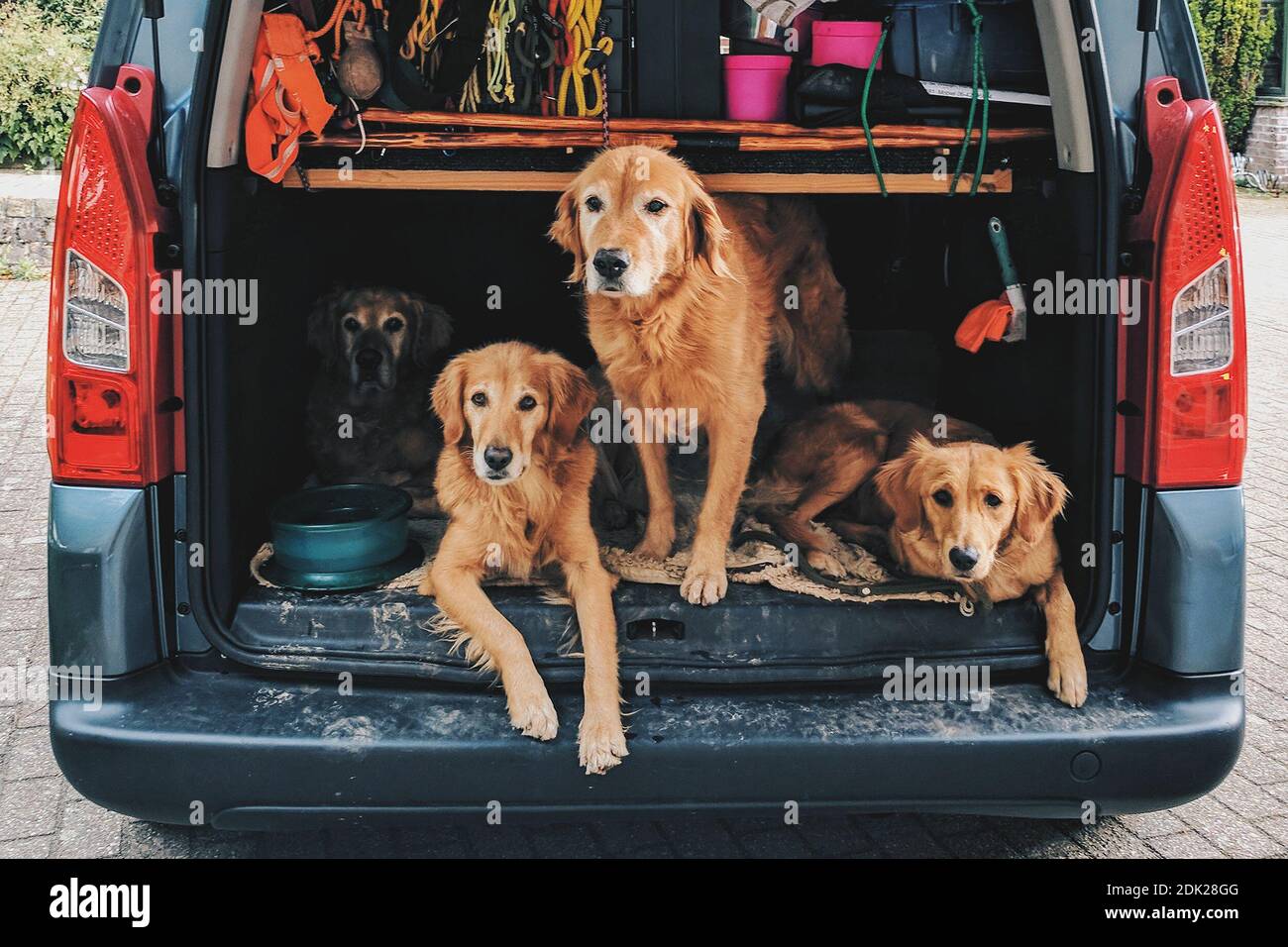 Car Trunk Dogs High Resolution Stock Photography and Images - Alamy