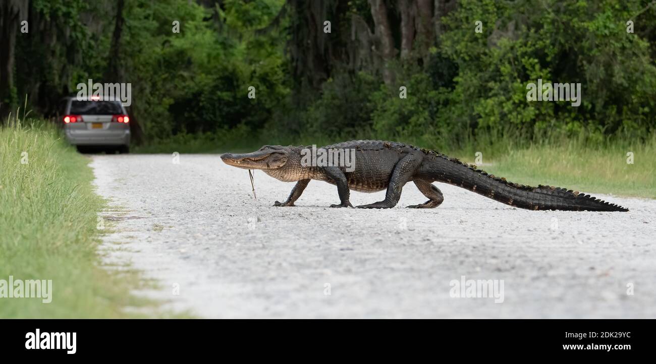 Side view of alligator hi-res stock photography and images - Alamy