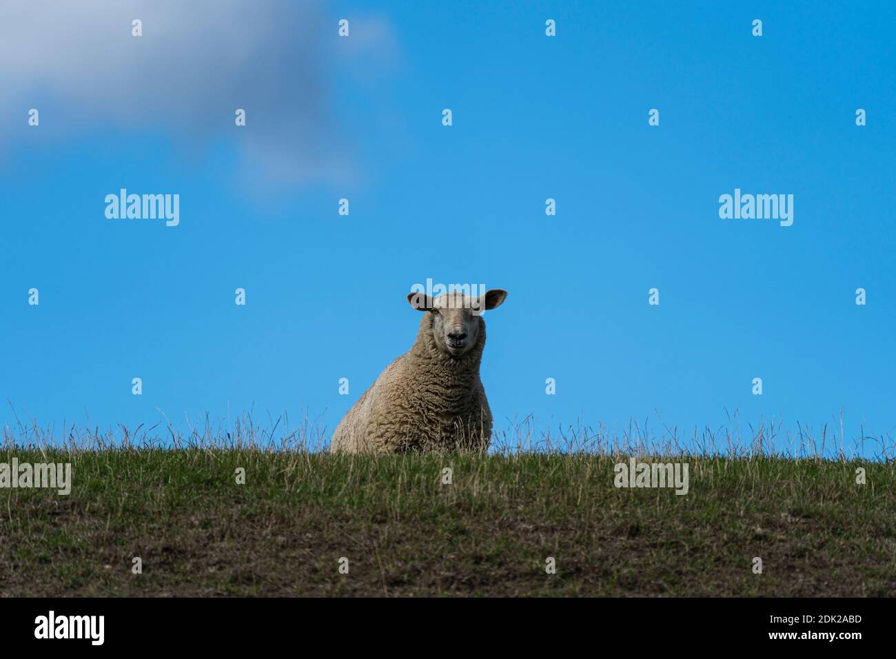 Sheep dam hi-res stock photography and images - Alamy
