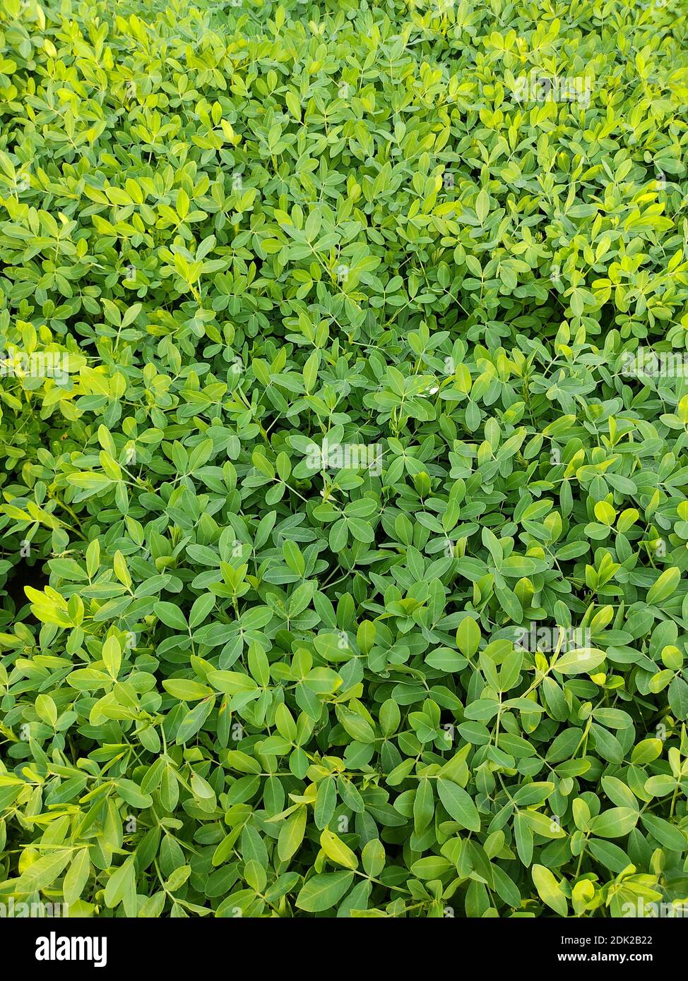 Peanuts farm, Peanut Field, Peanut Tree, Peanuts plantation fields ...