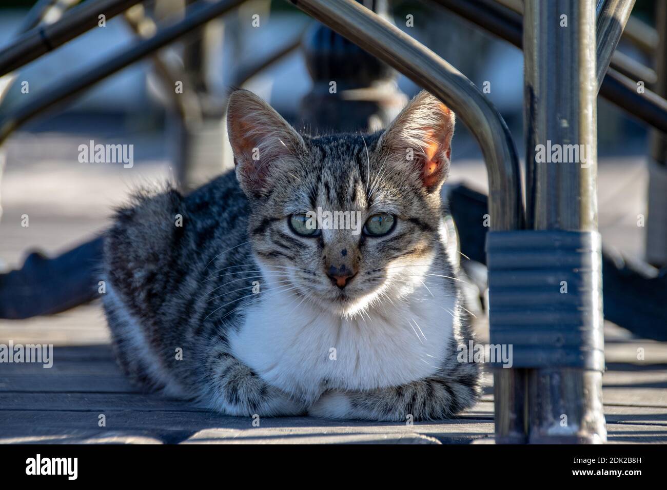 Tabby cat under table hi-res stock photography and images - Alamy