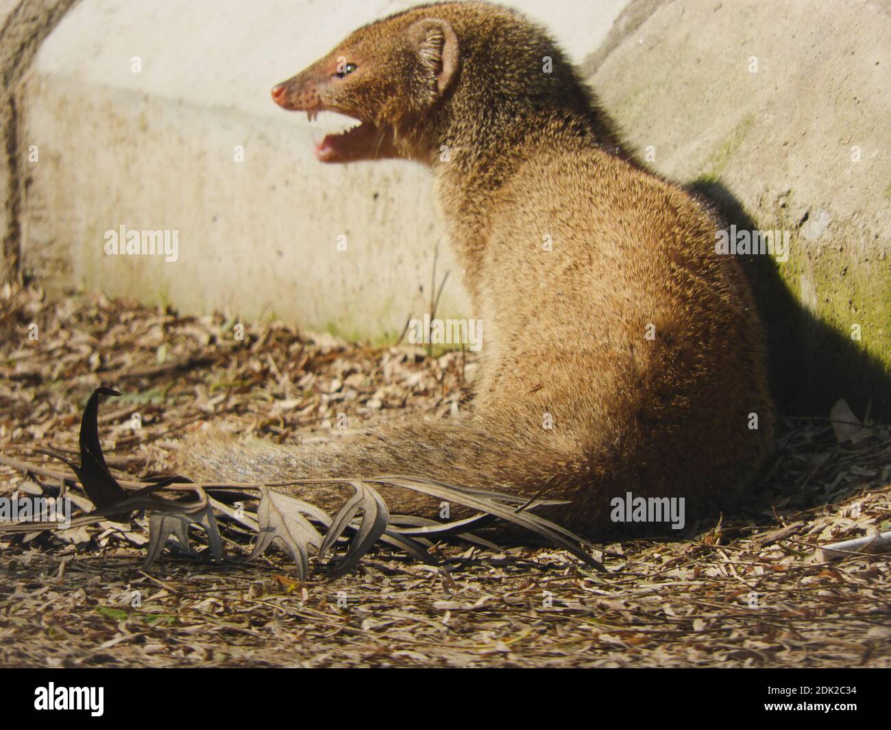 Mongoose side on hi-res stock photography and images - Alamy