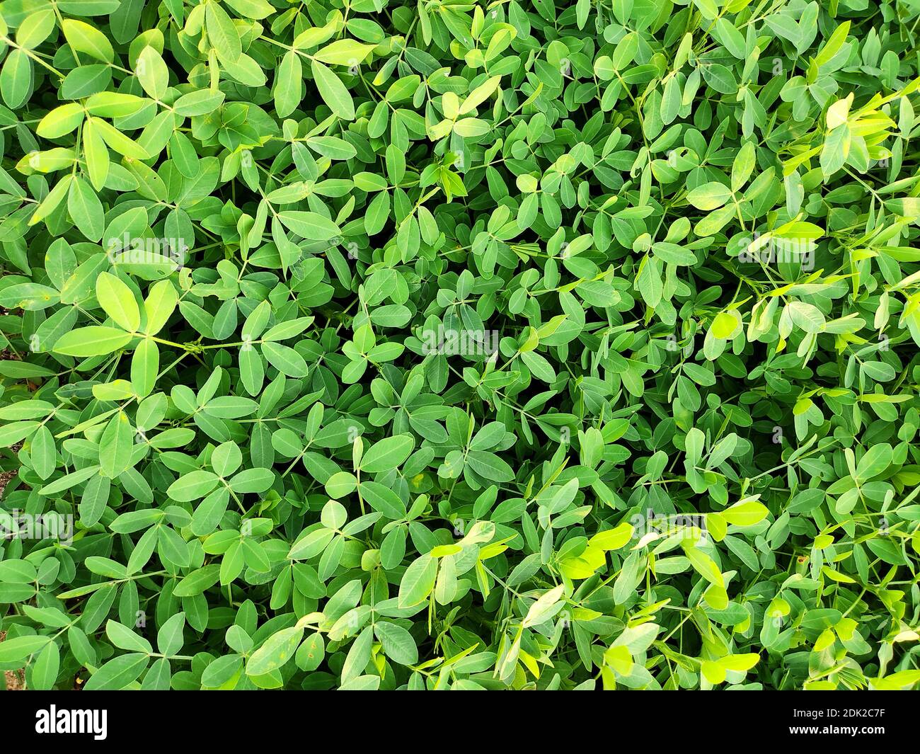 Peanuts farm, Peanut Field, Peanut Tree, Peanuts plantation fields ...