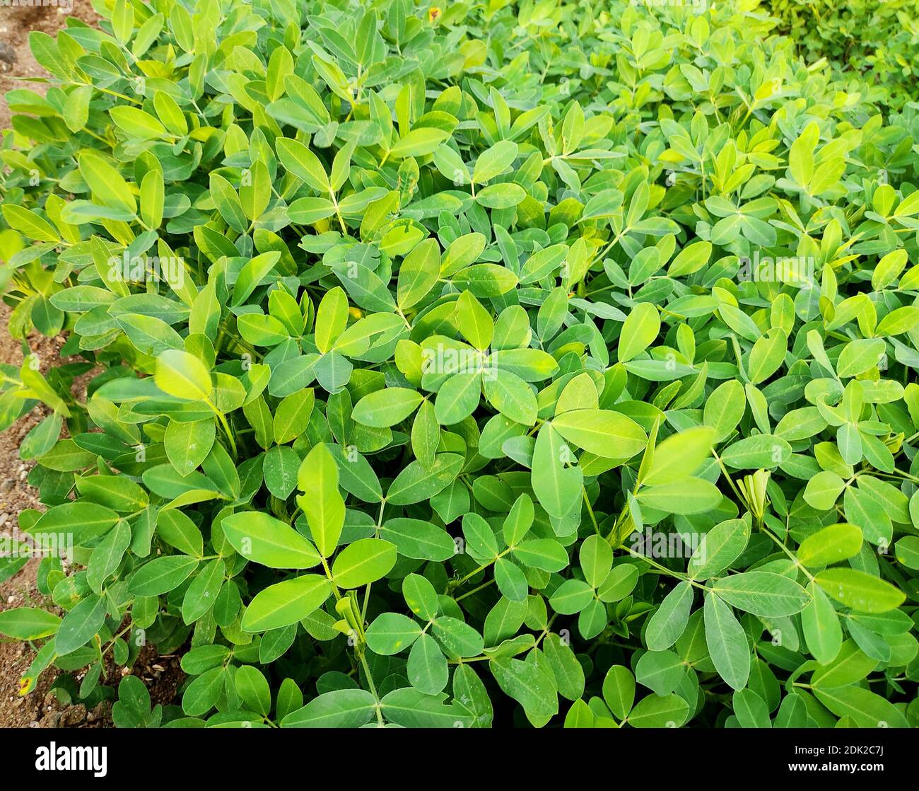 Peanuts farm, Peanut Field, Peanut Tree, Peanuts plantation fields ...