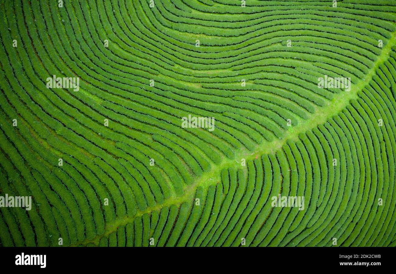 Green Tea Gram Aerial Photography Stock Photo - Alamy