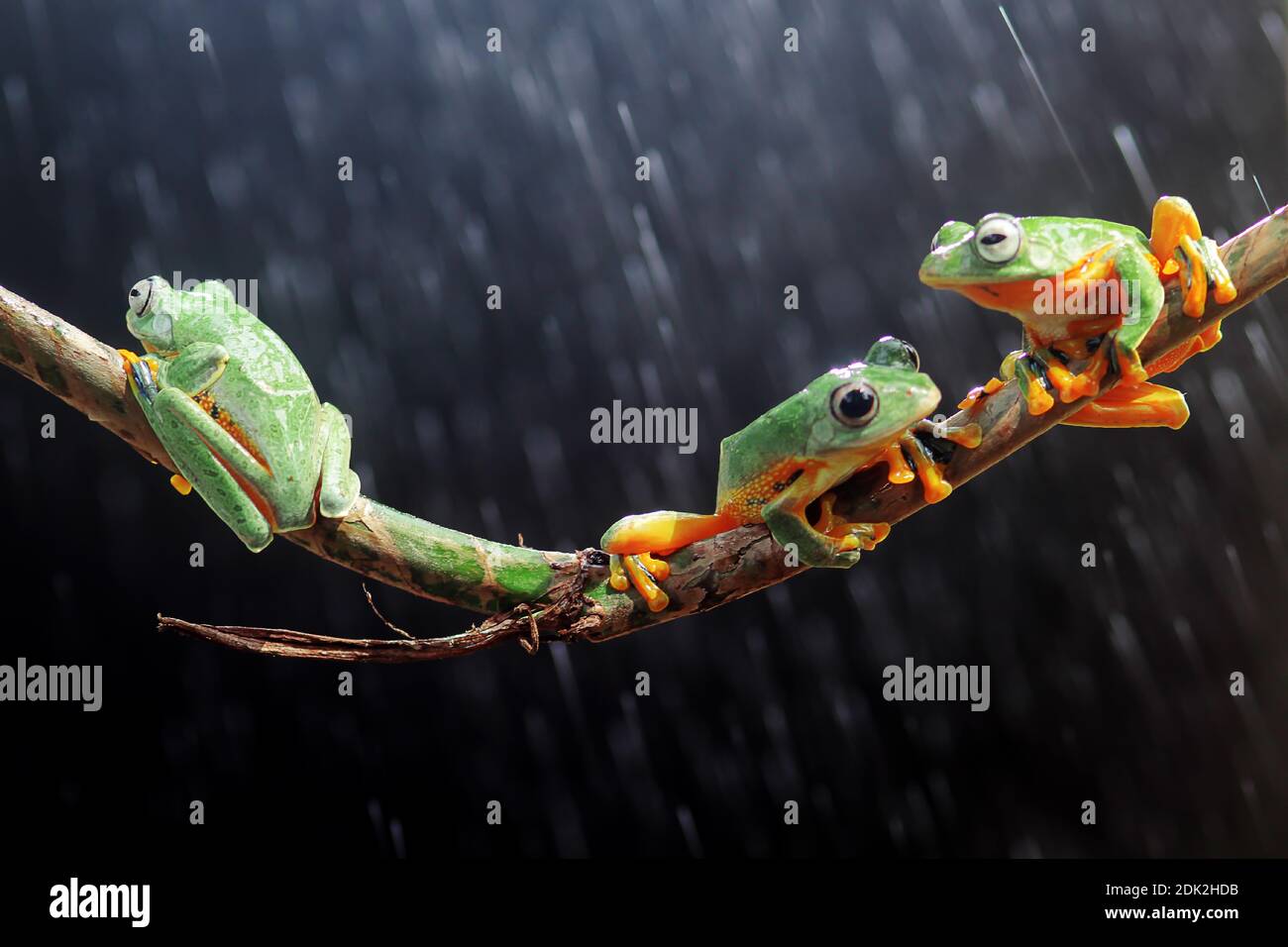 Tree Frogs, Tree Frogs On The Leaves Stock Photo - Alamy