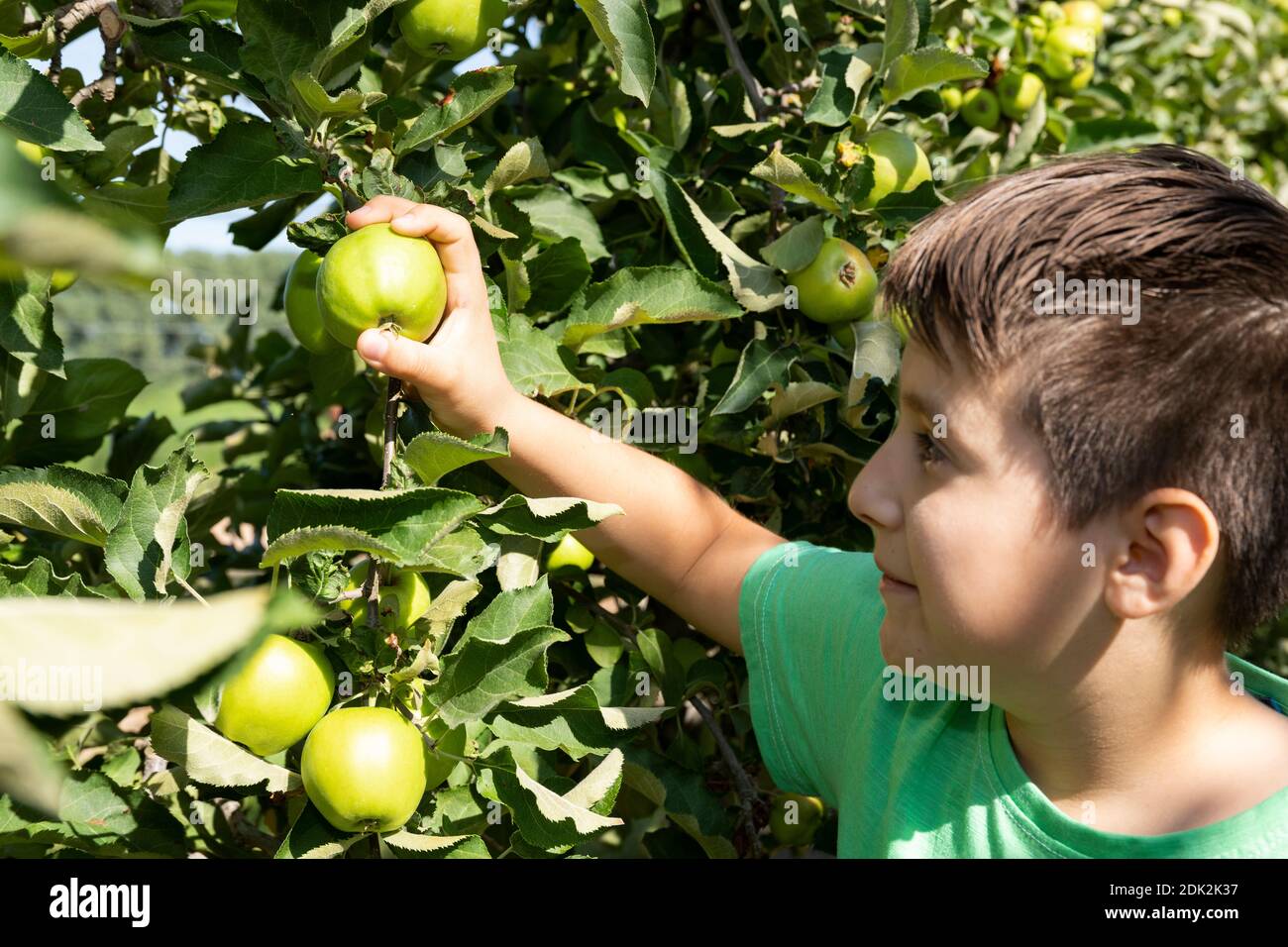 Boy picks ripe apples from an apple tree Stock Photo - Alamy