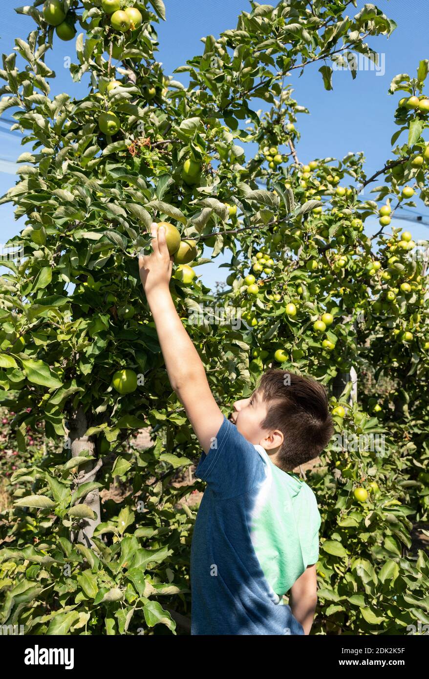 Boy picks ripe apples from an apple tree Stock Photo - Alamy