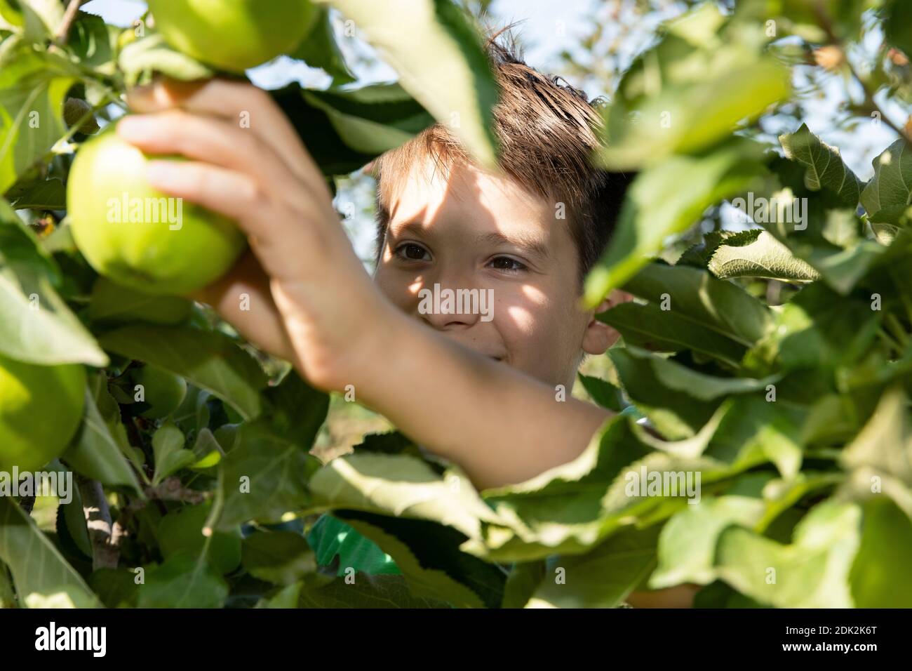 Child picks apple from tree hi-res stock photography and images - Alamy