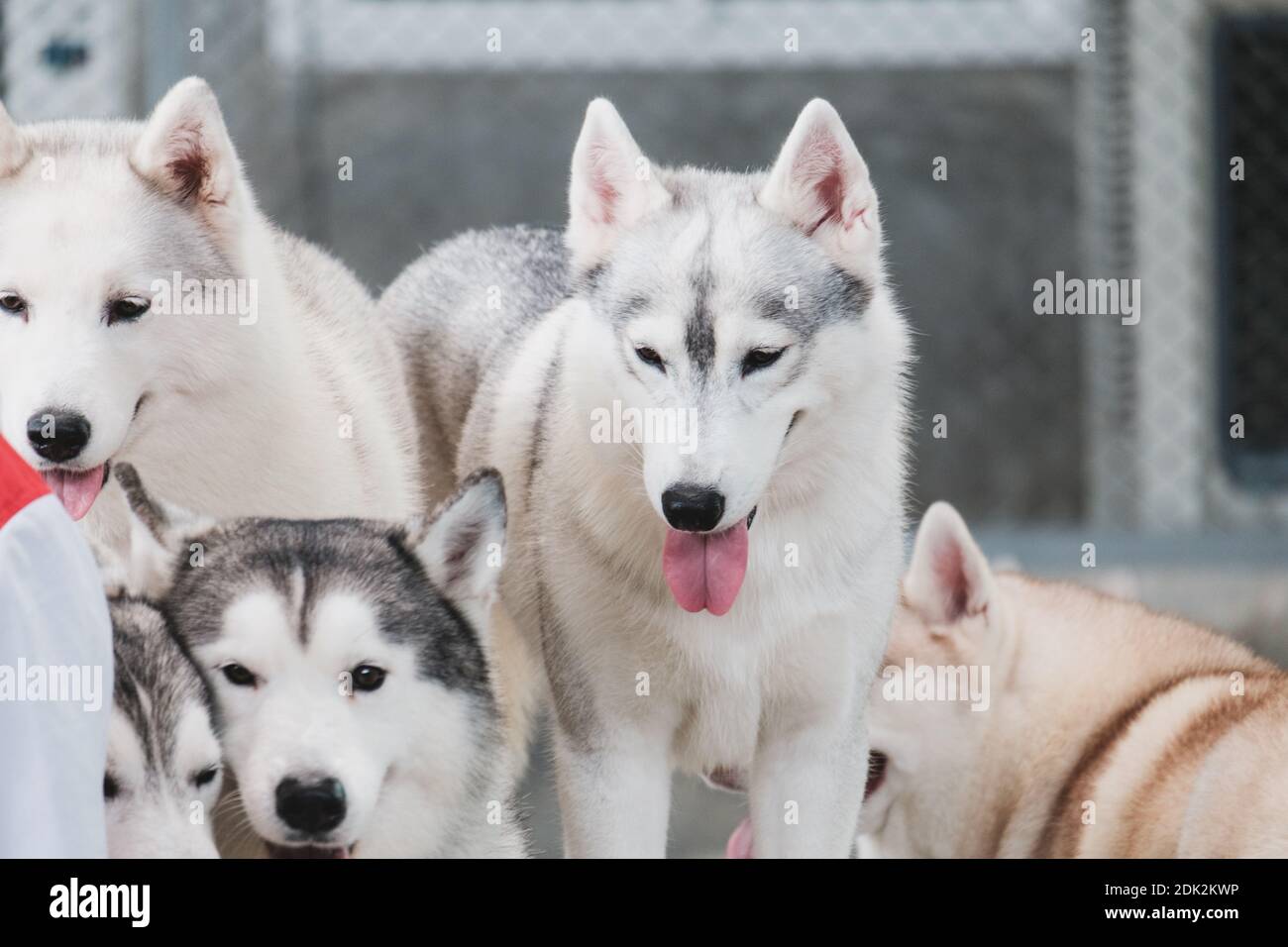 Alaskan Terrier High Resolution Stock Photography and Images - Alamy