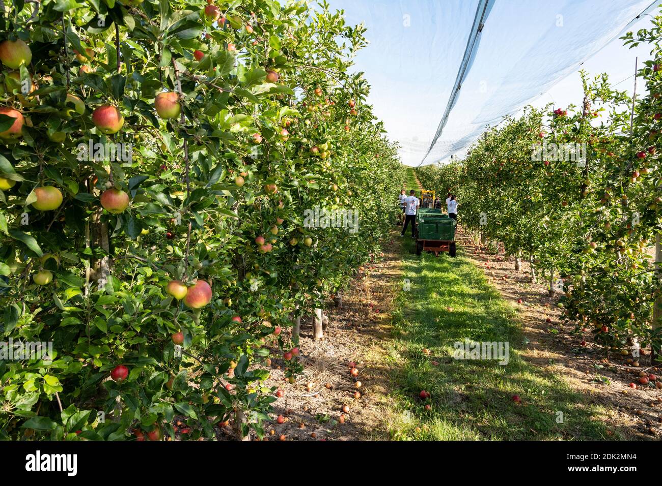 Apple orchard, harvest time Stock Photo - Alamy