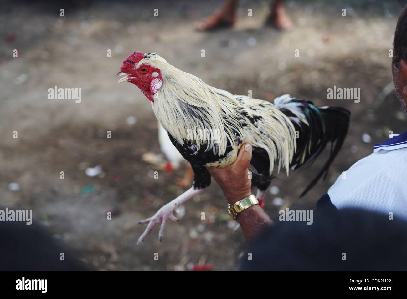 Man chicken rooster hi-res stock photography and images - Alamy