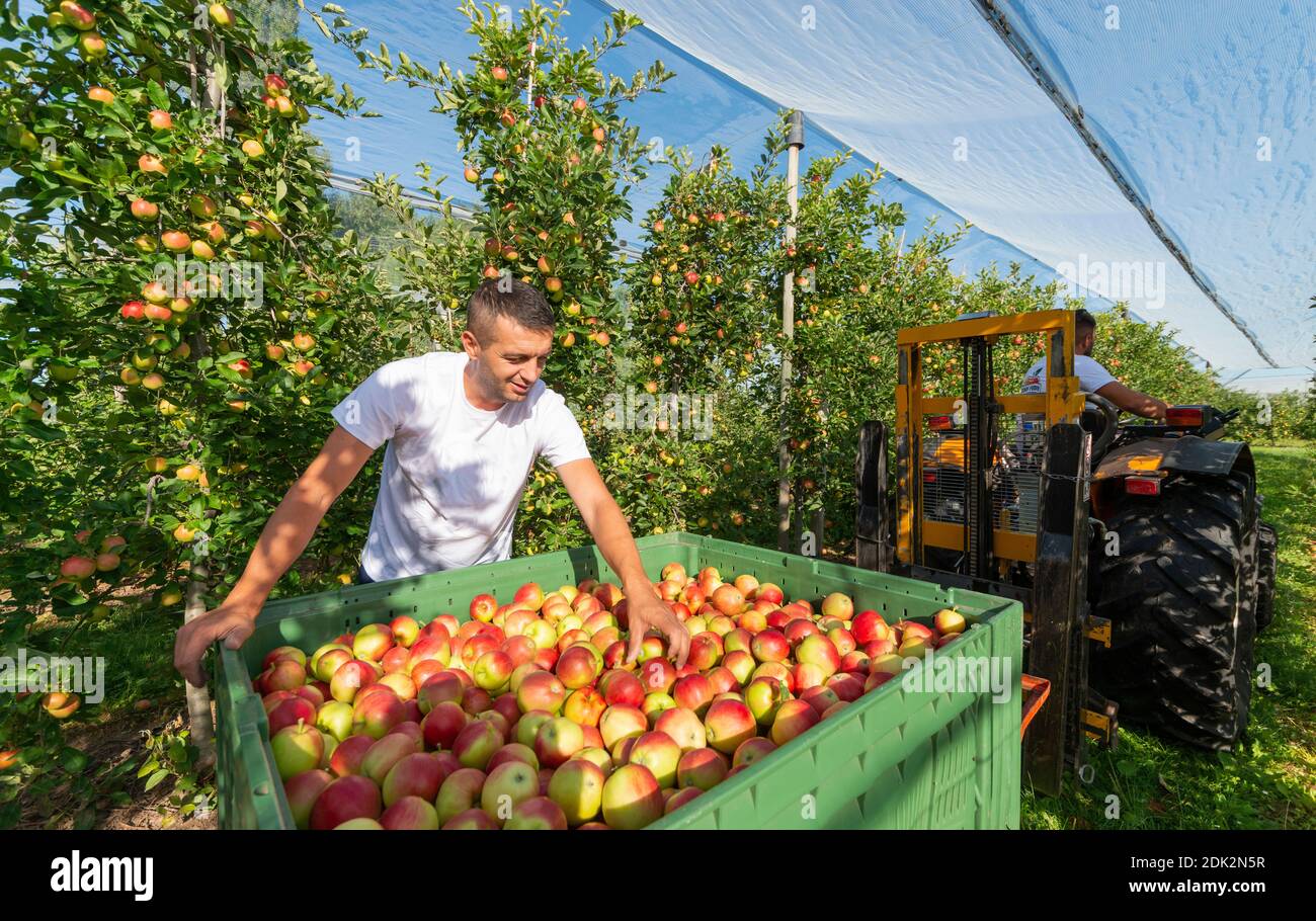 Apple orchard, harvest time Stock Photo - Alamy